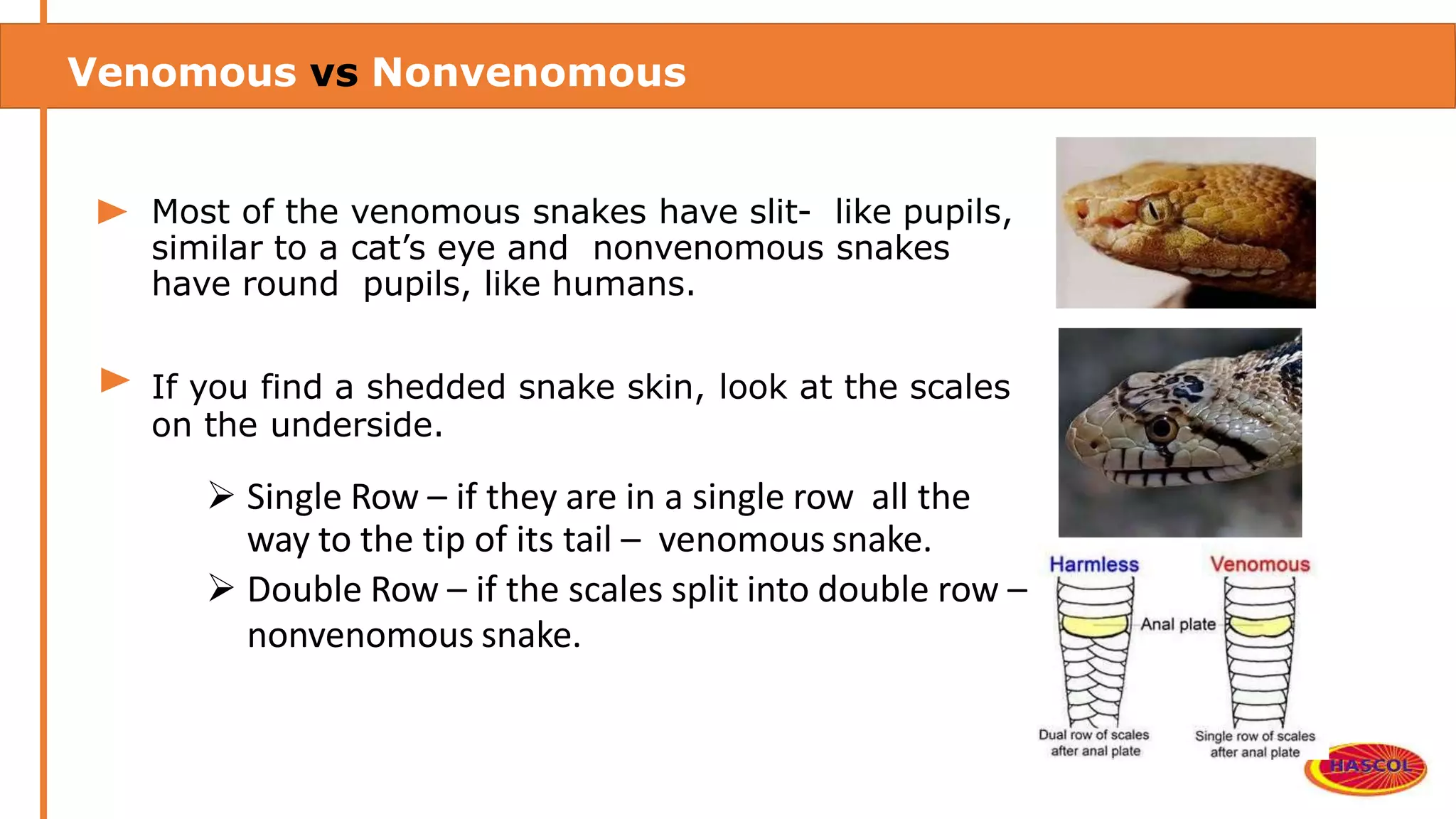 Basic safety against snake bite at work place | PPTX