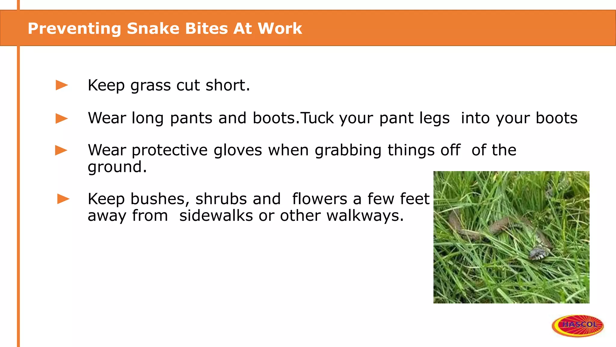 Basic safety against snake bite at work place | PPTX