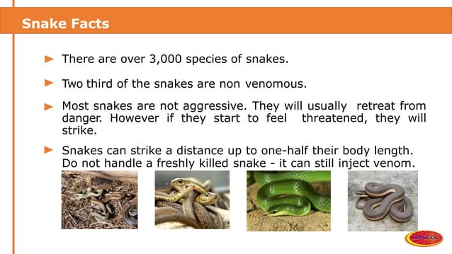 Basic safety against snake bite at work place | PPTX | First Aid | Injuries