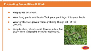 Basic safety against snake bite at work place | PPTX
