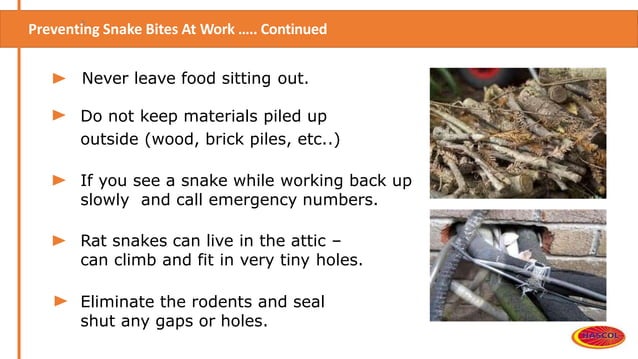 Basic safety against snake bite at work place | PPTX | First Aid | Injuries