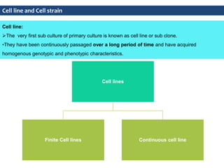 Basics of animal cells culture | PPT