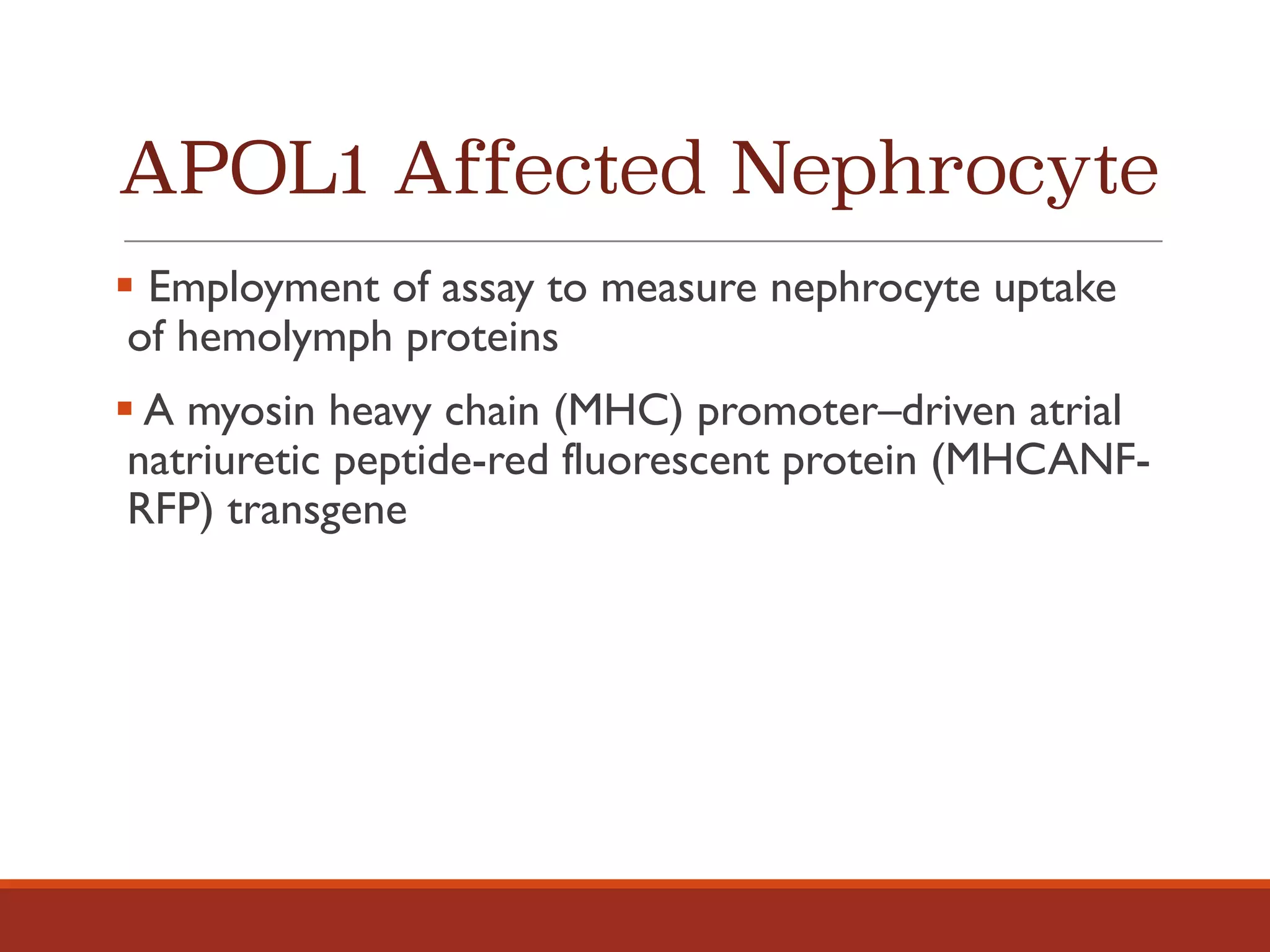 Basic science apol1 gene and nephrocyte chaken | PDF