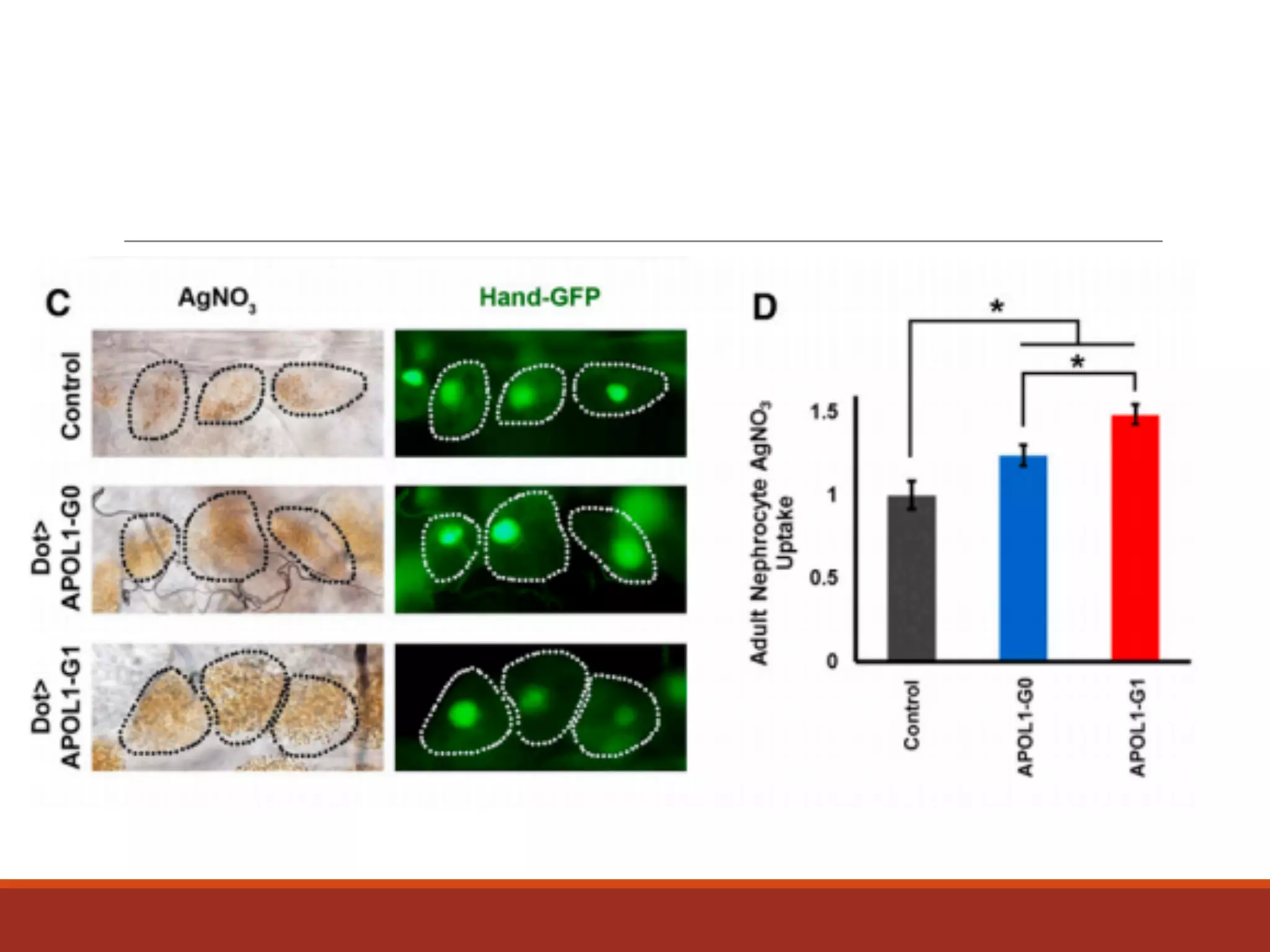Basic science apol1 gene and nephrocyte chaken | PDF
