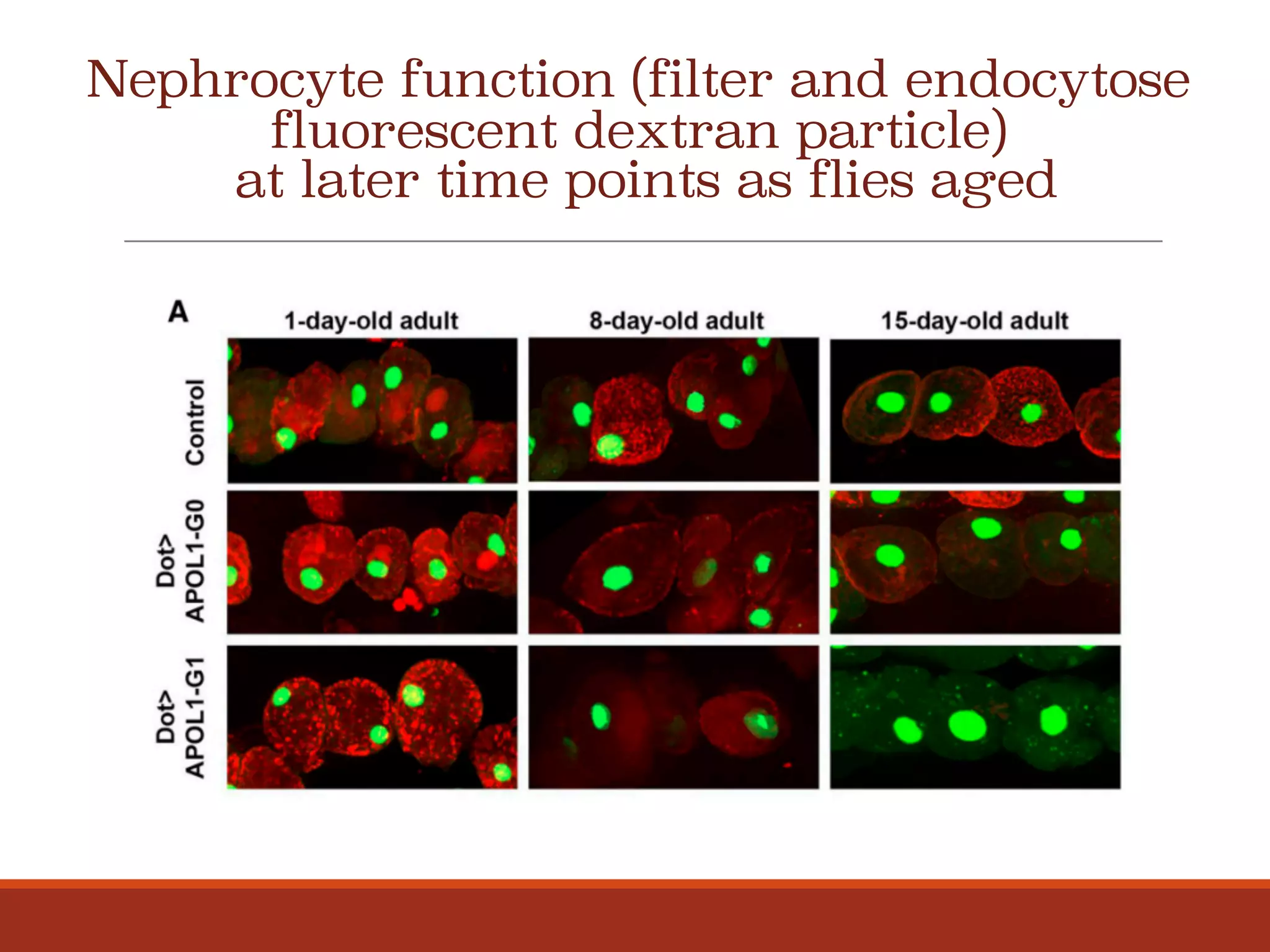 Basic science apol1 gene and nephrocyte chaken | PDF