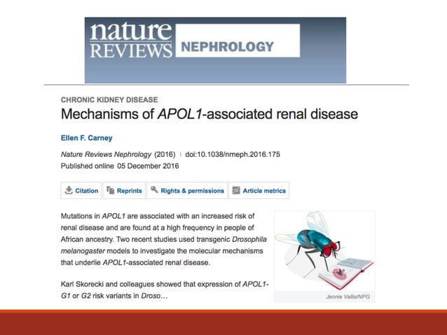 Basic science apol1 gene and nephrocyte chaken | PDF