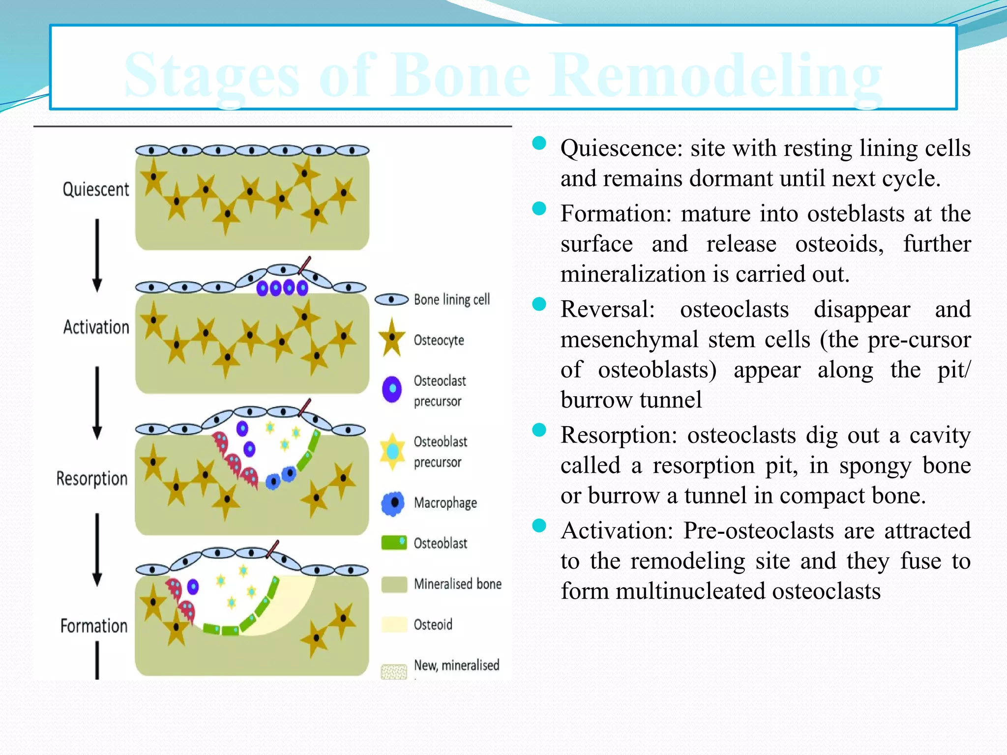 Basic science part I: Bone | PDF