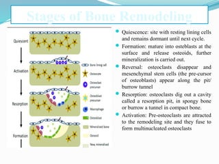 Basic science part I: Bone | PDF