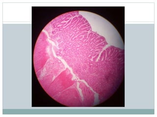 Basic Sciences Histology with Microscopic Images (Medical Booklet ...
