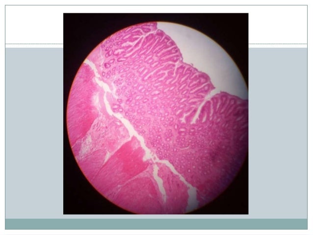 Basic sciences Histology with microscopic images