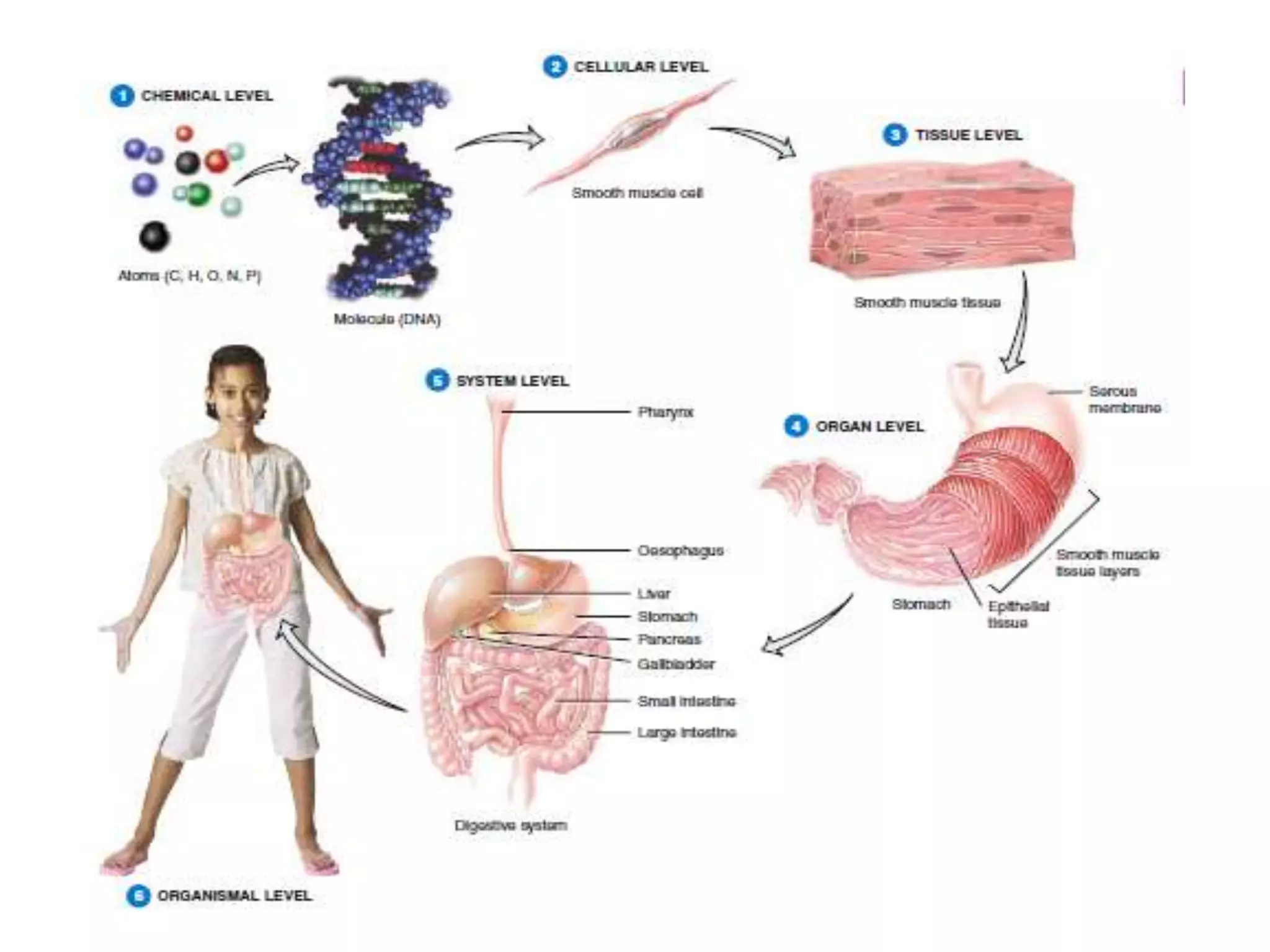 Basic scientific principles of physiology | PPTX