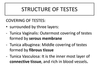 Basics, derma | PPTX