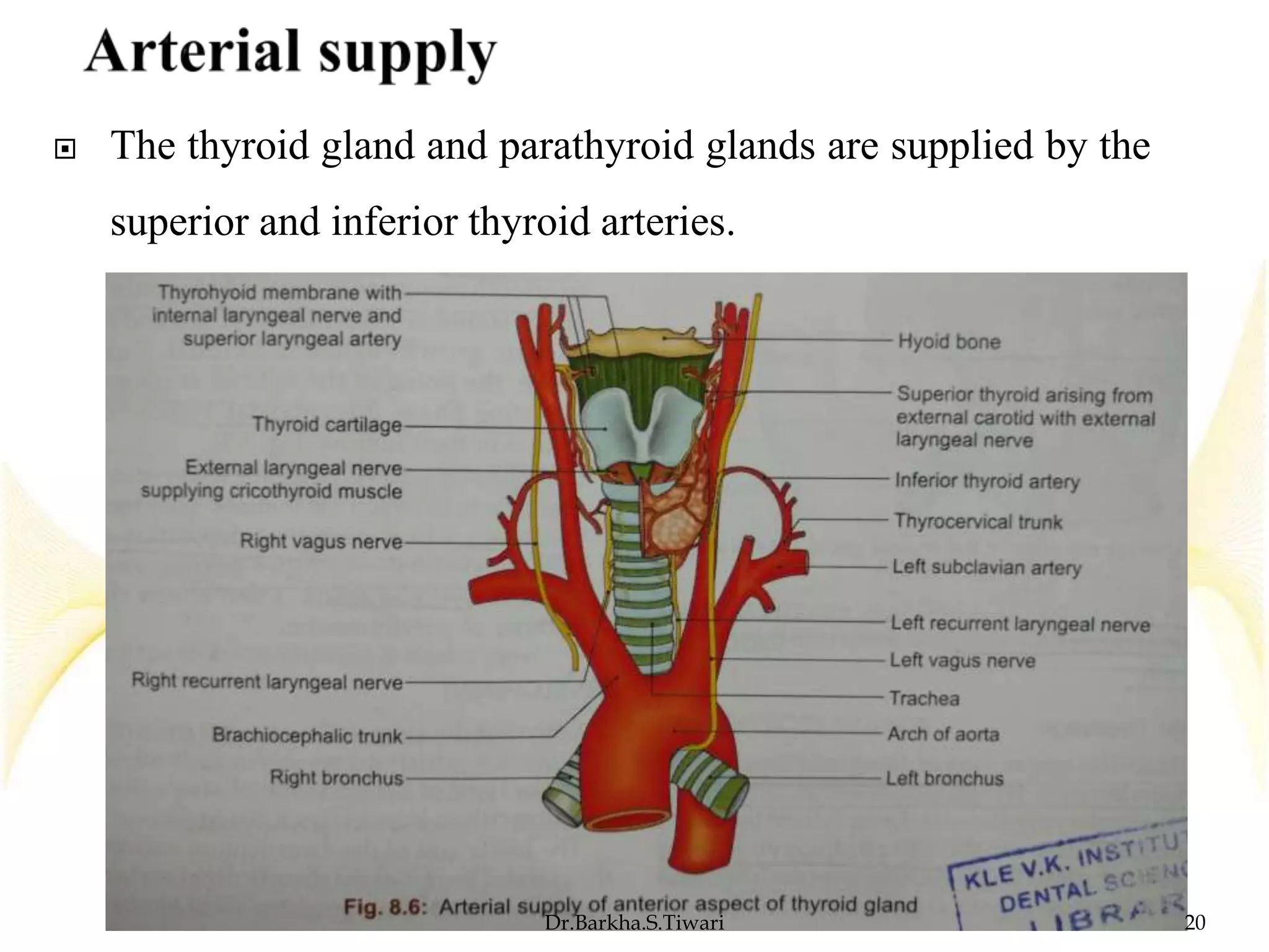 Thyroid and parathyroid glands | PPTX