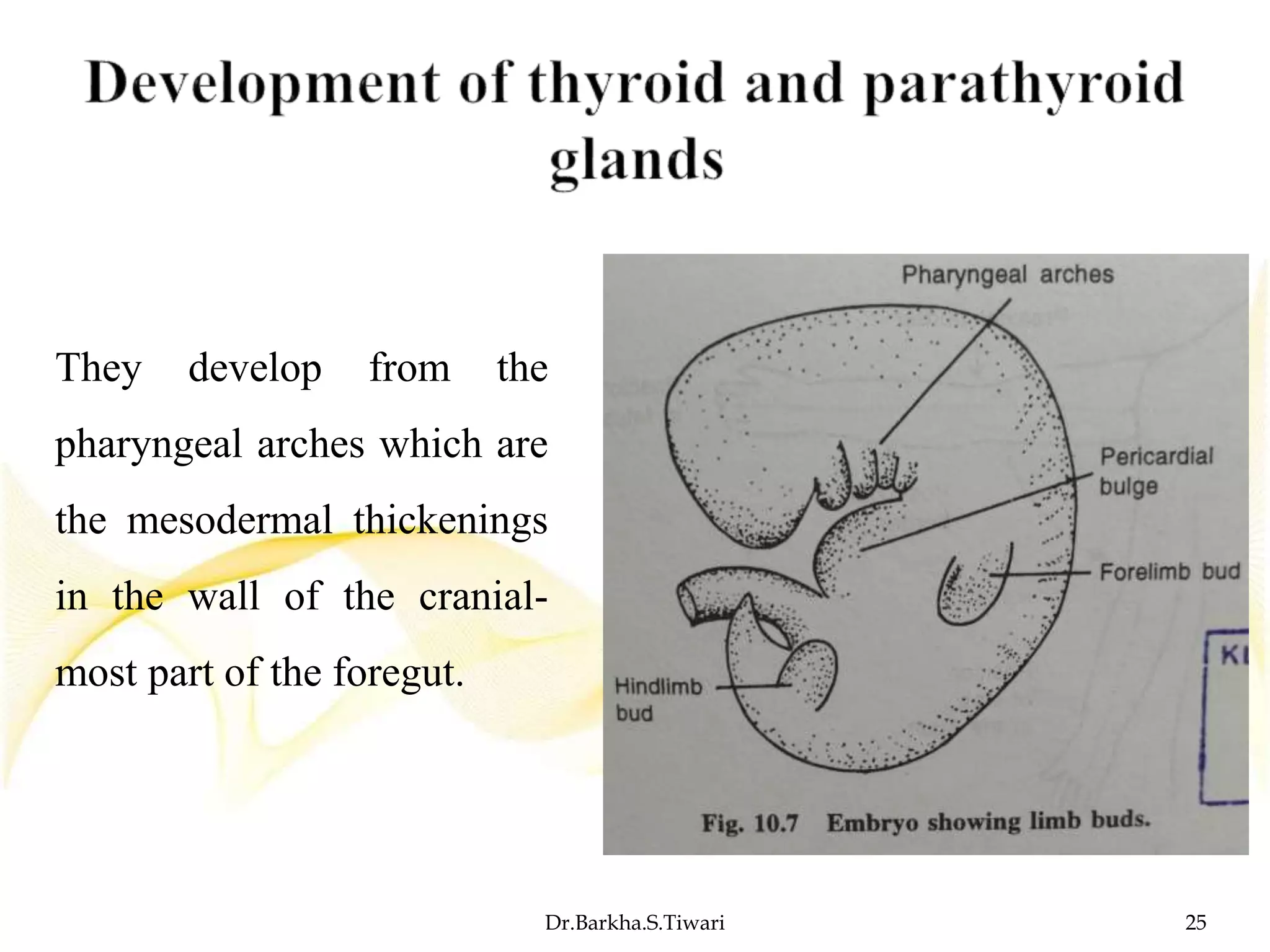 Thyroid and parathyroid glands | PPTX