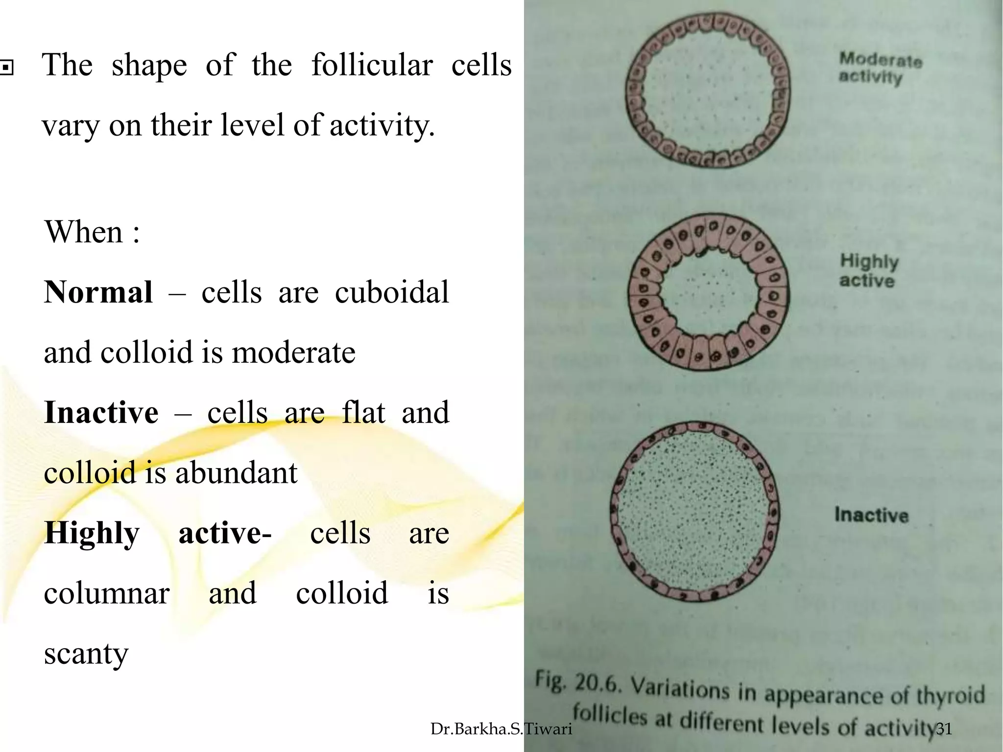 Thyroid and parathyroid glands | PPTX