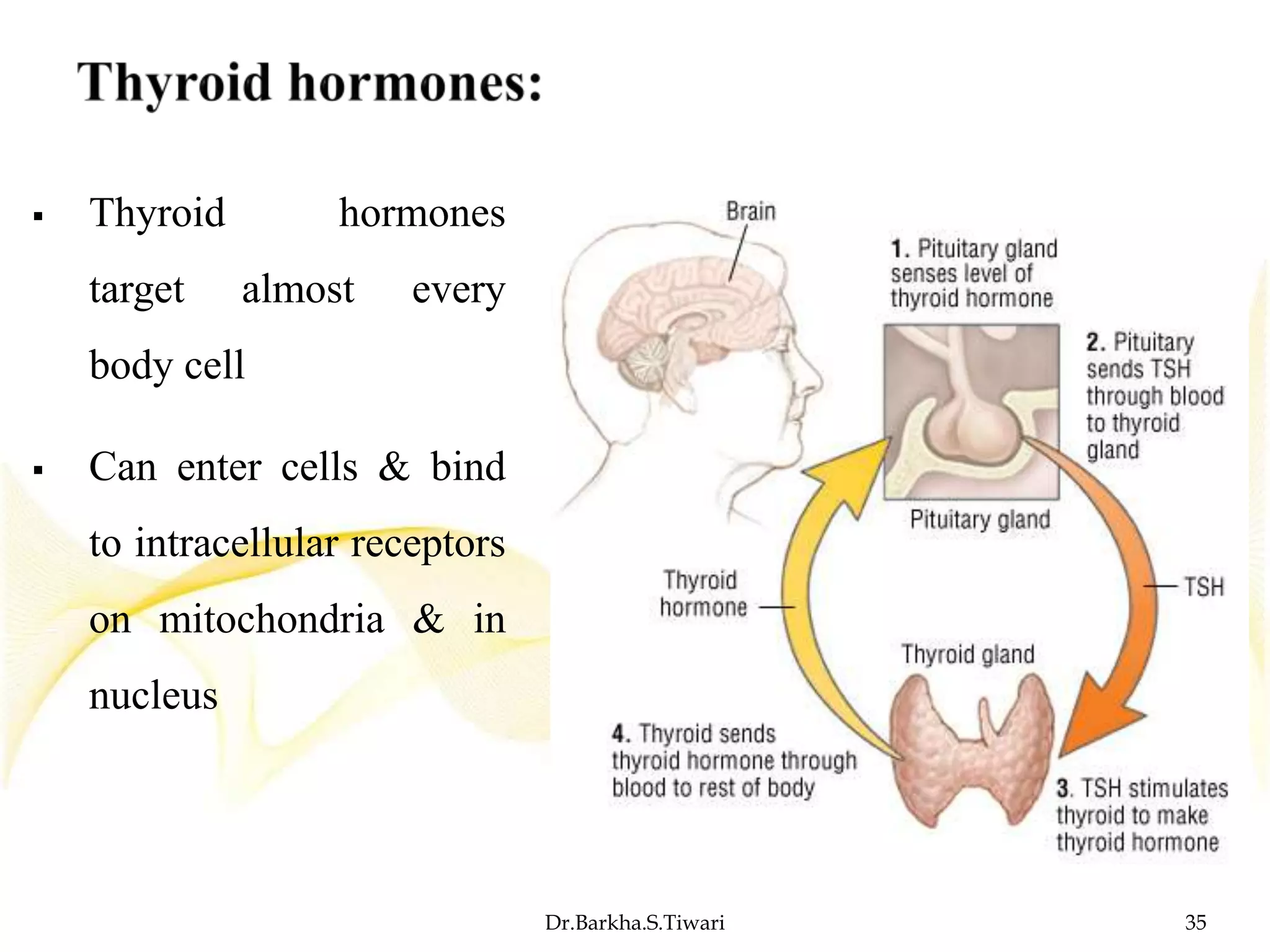 Thyroid and parathyroid glands | PPTX