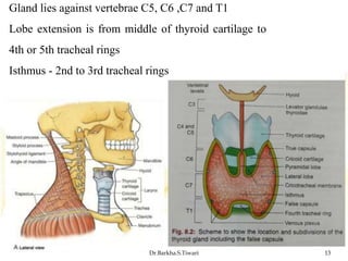 Thyroid and parathyroid glands | PPTX