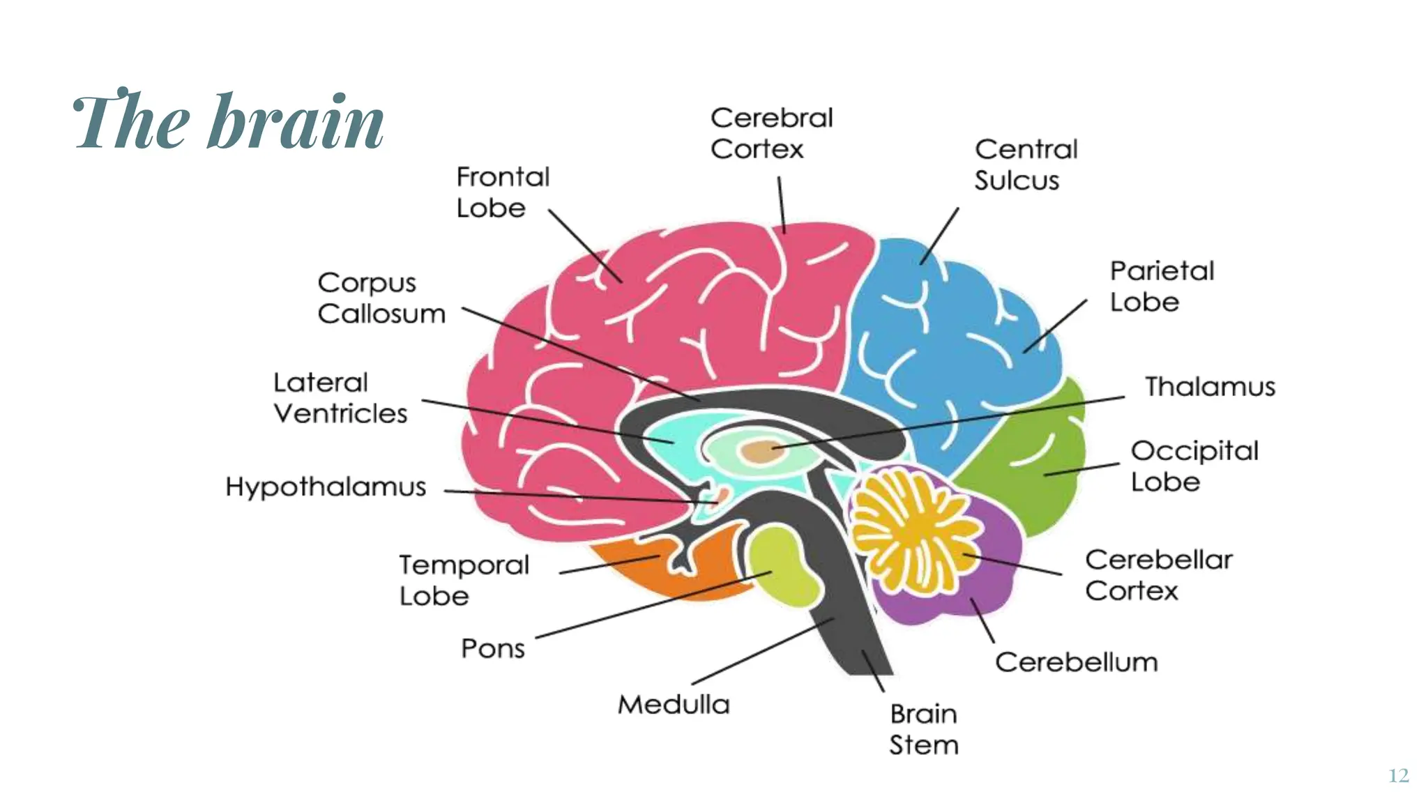 From Neuron To Brain, basics of neuroscience.pptx