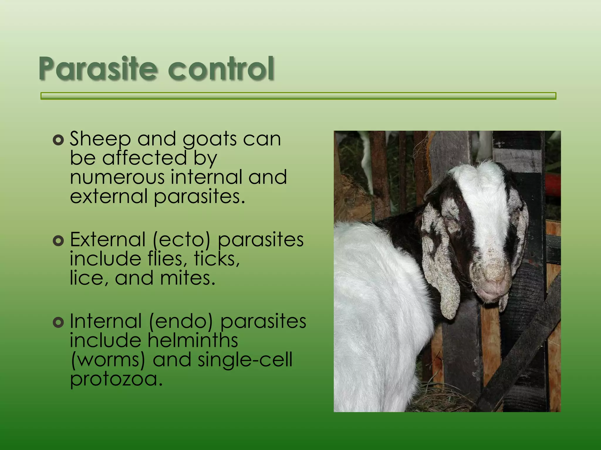 Basic sheep and goat husbandry | PPTX