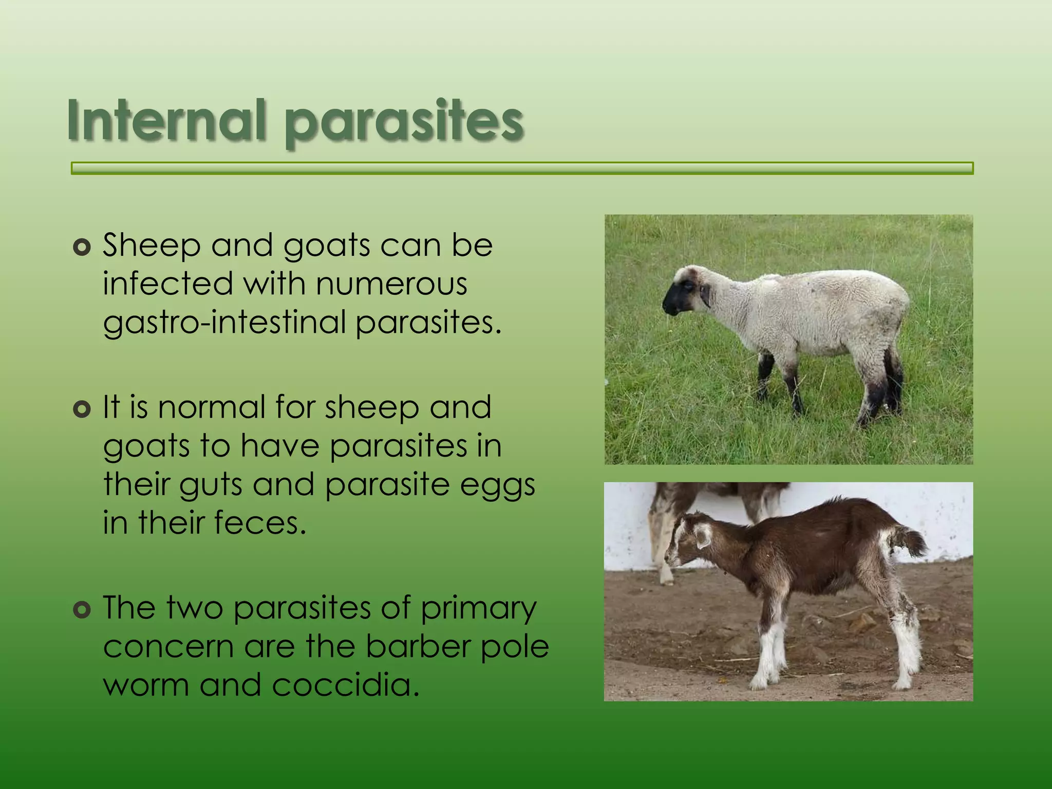 Basic sheep and goat husbandry | PPTX