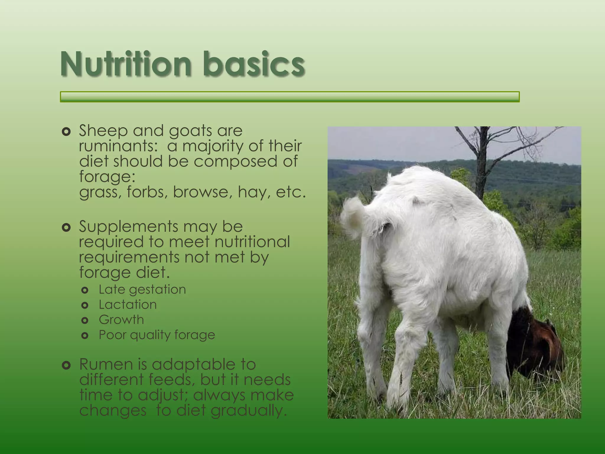 Basic sheep and goat husbandry | PPTX