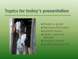 Basic sheep and goat husbandry | PPTX