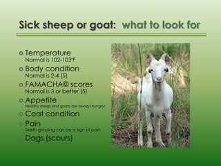 Basic sheep and goat husbandry | PPTX