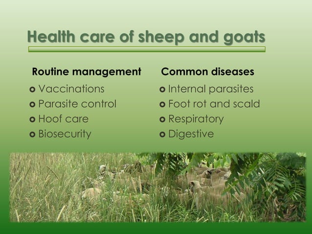 Basic sheep and goat husbandry | PPTX
