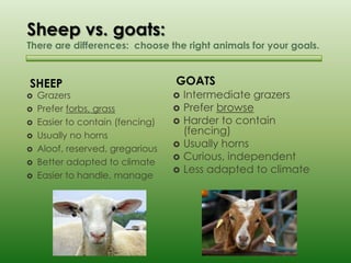 Basic sheep and goat husbandry | PPT | Free Download