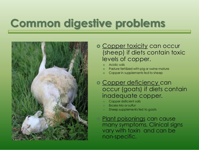 Basic sheep and goat husbandry