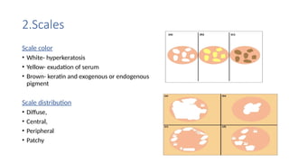 BASICS IN DERMOSCOPY for clinical diagnosis | PPTX