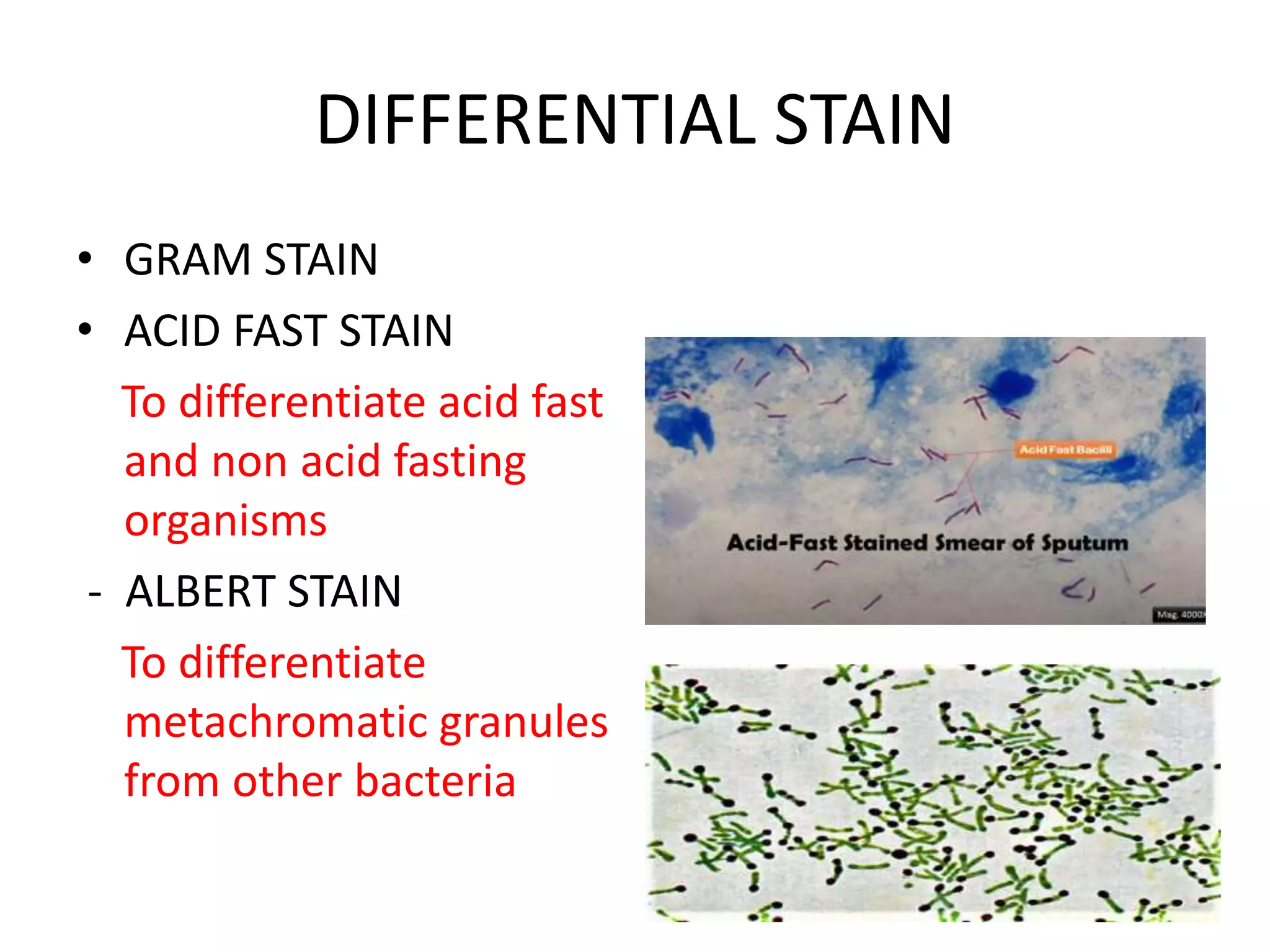 BASICS IN GRAM STAINING.pptx