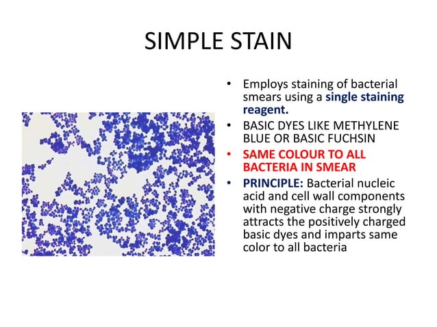 BASICS IN GRAM STAINING.pptx