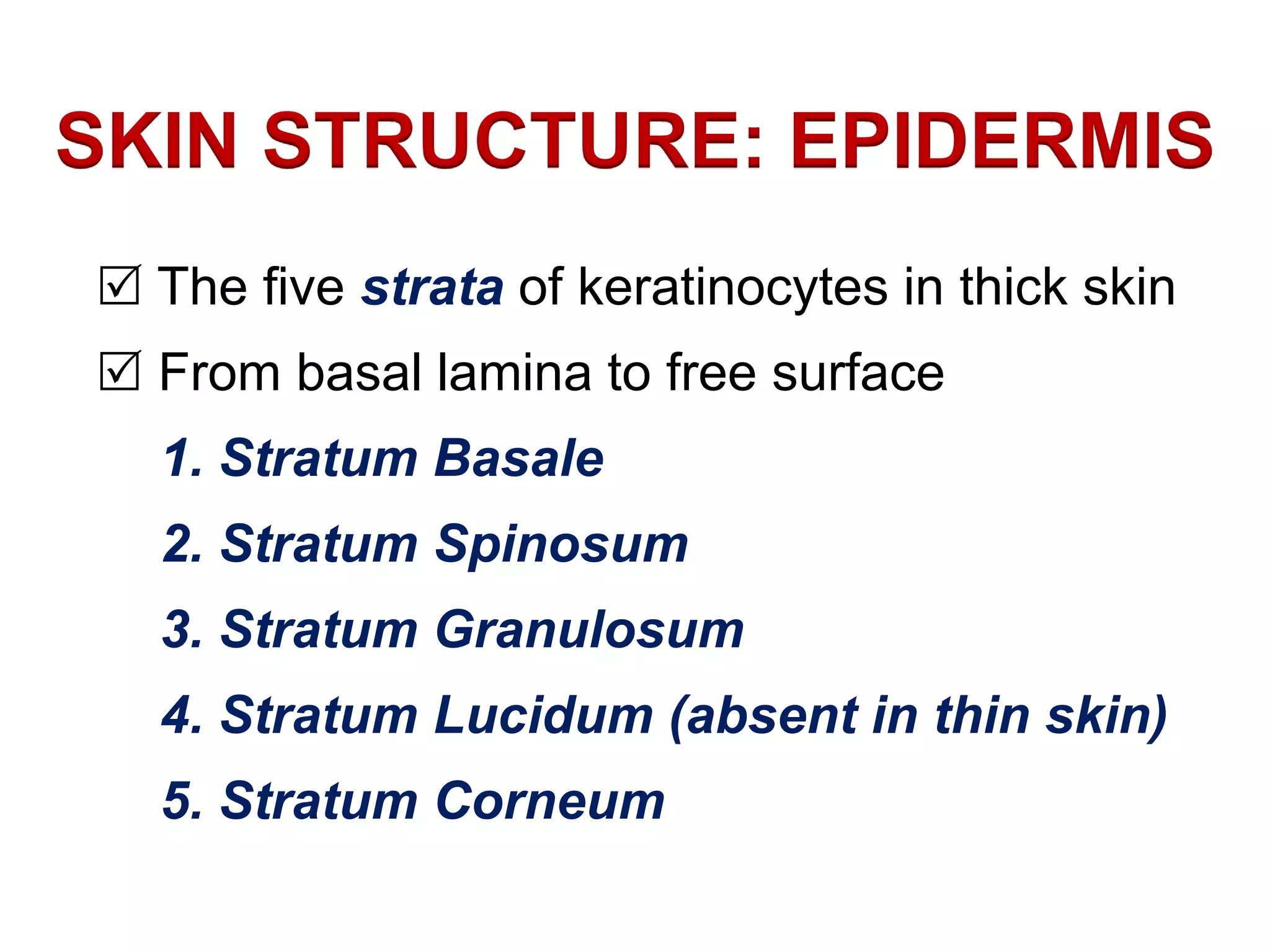 Basic Skin Structure | PPTX