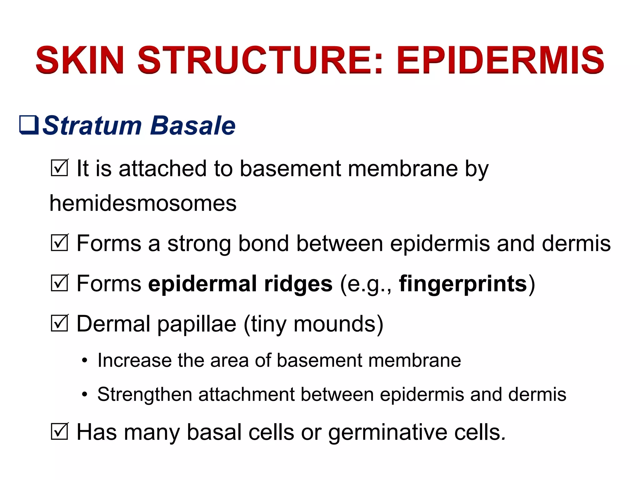 Basic Skin Structure | PPTX
