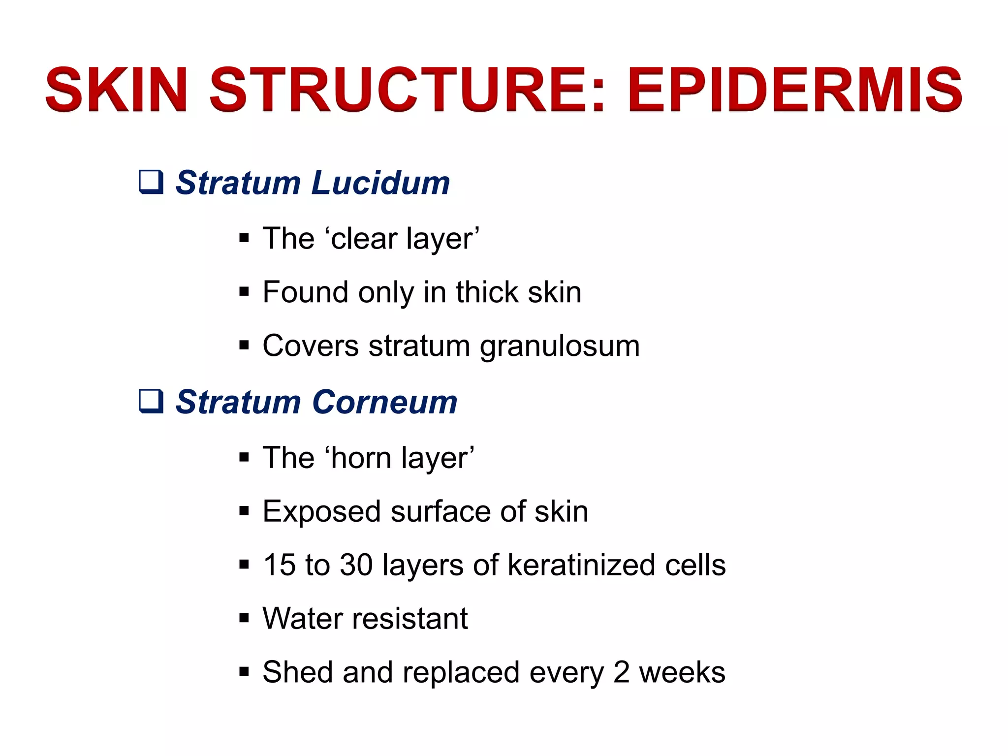 Basic Skin Structure | PPTX