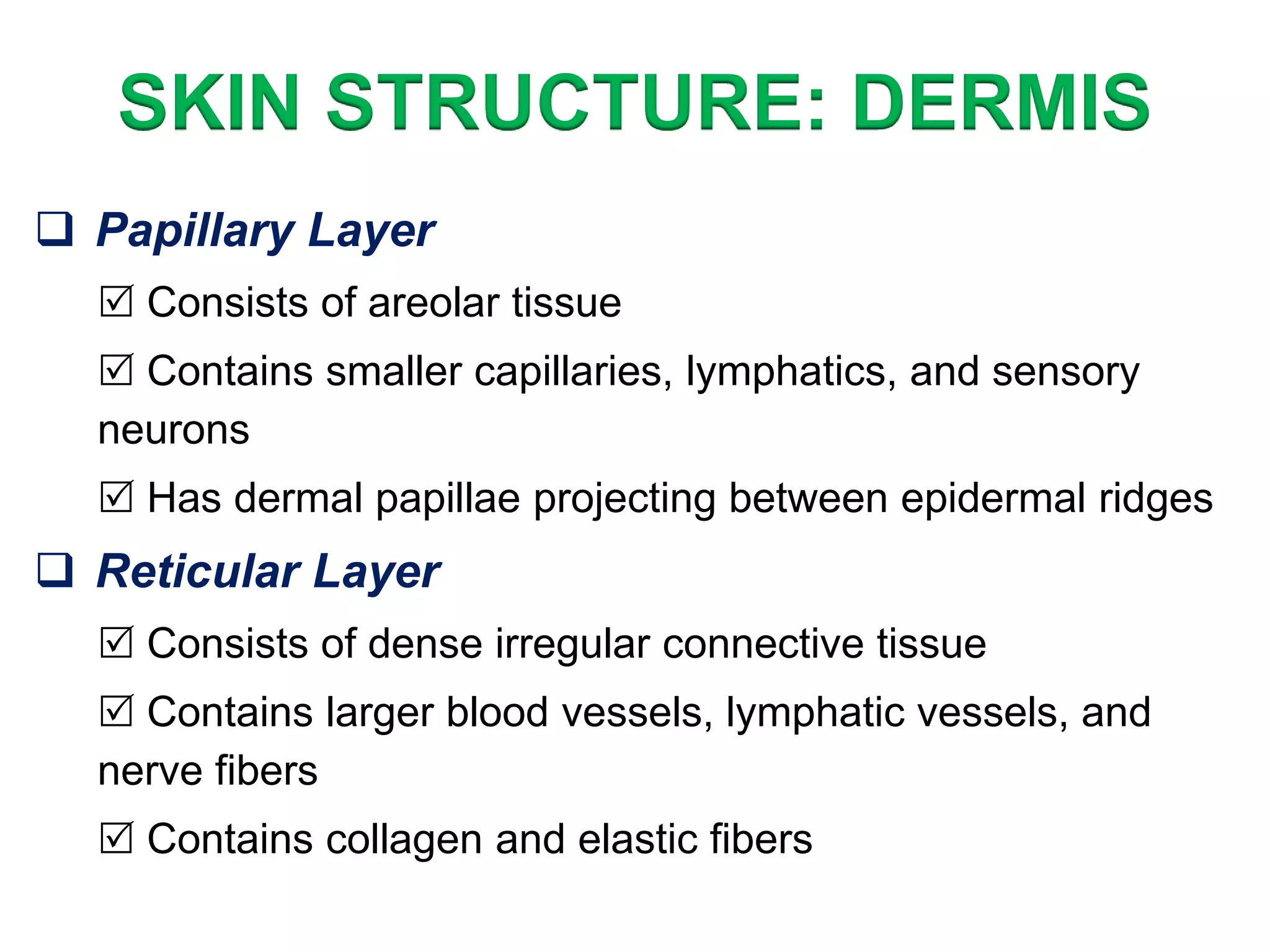 Basic Skin Structure | PPTX