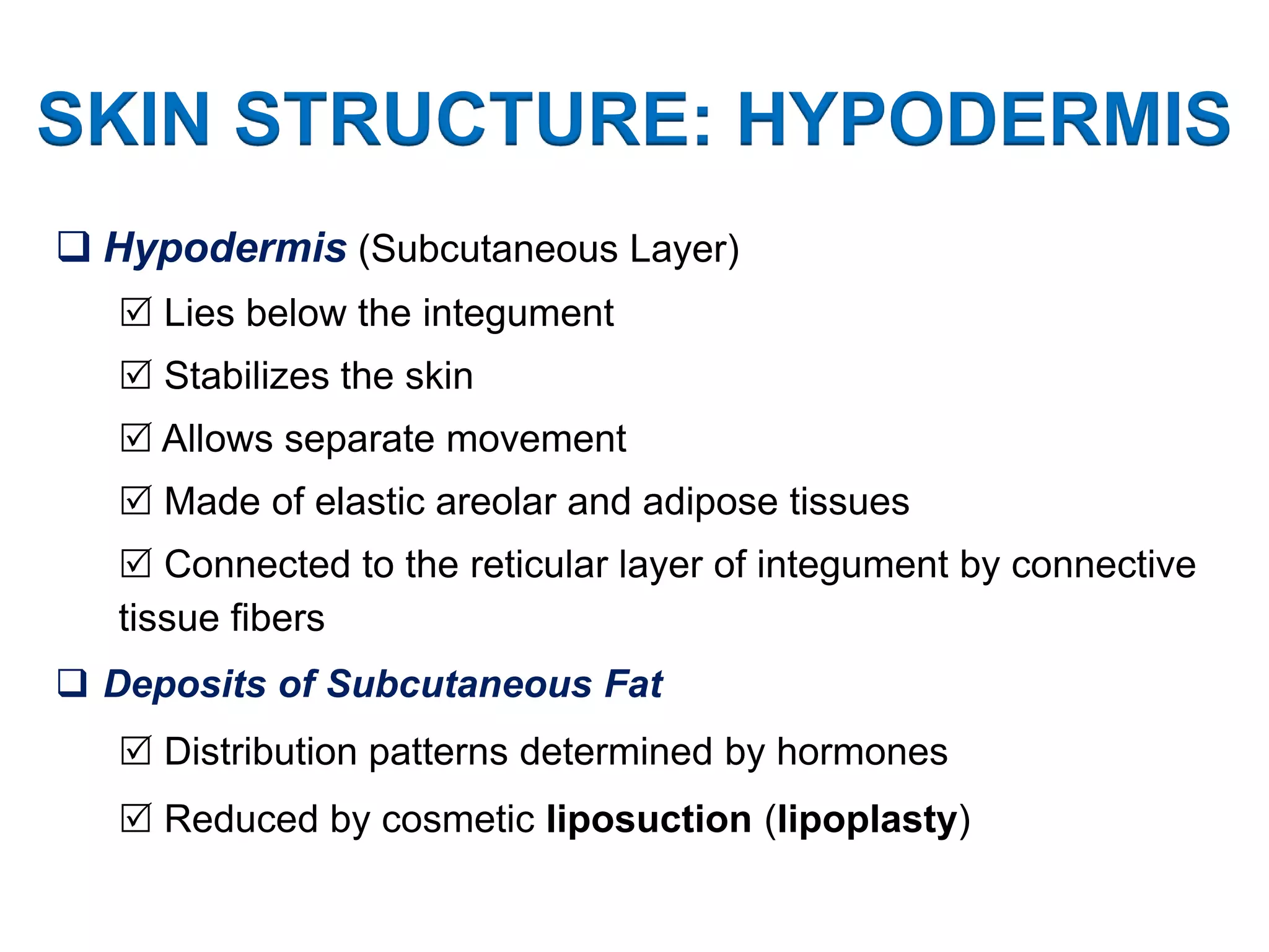 Basic Skin Structure | PPTX