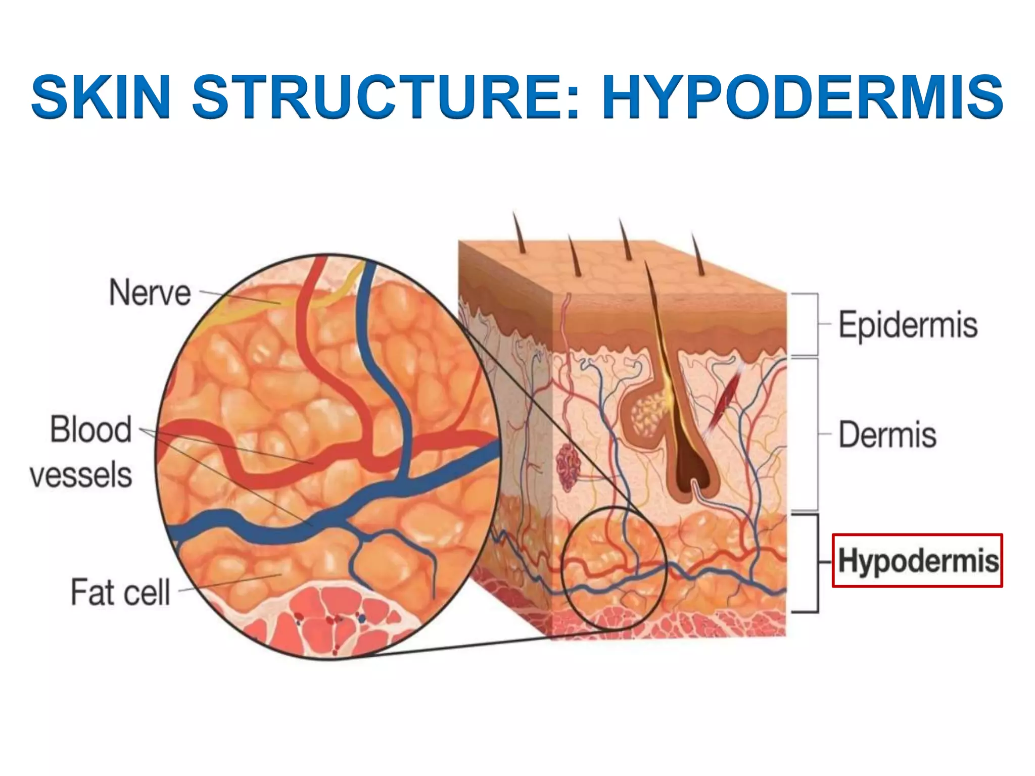 Basic Skin Structure | PPTX