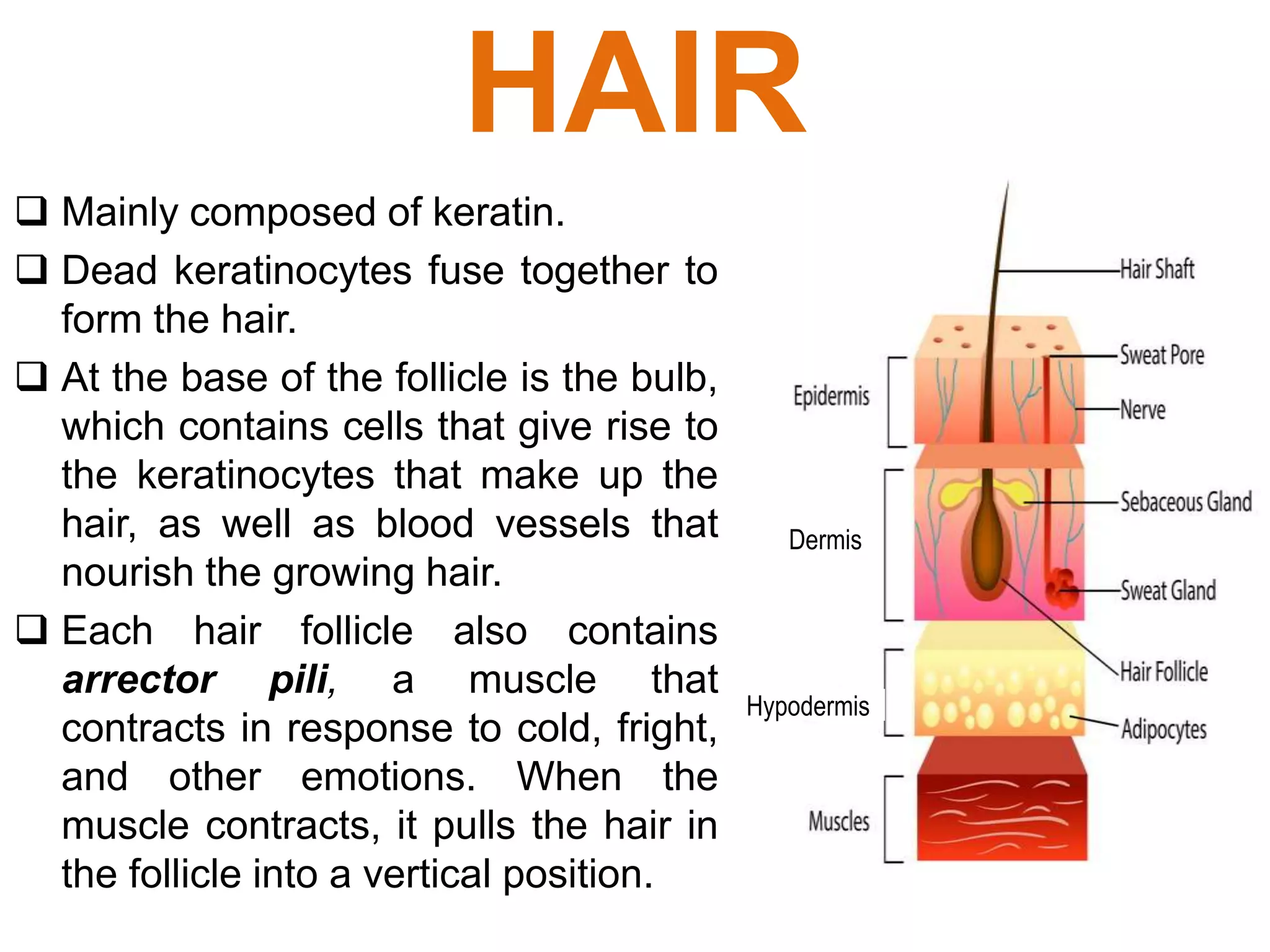 Basic Skin Structure | PPTX
