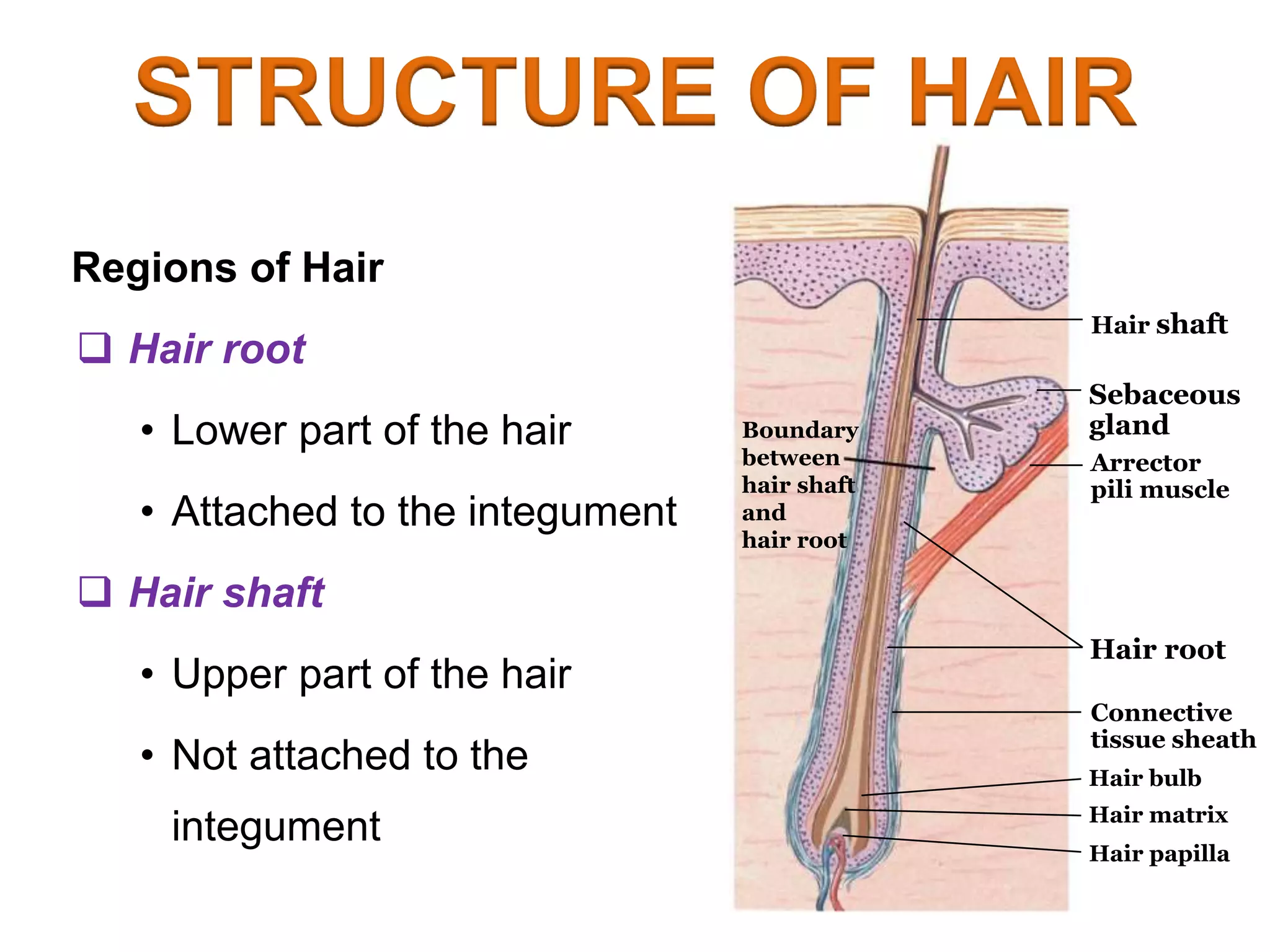 Basic Skin Structure | PPT