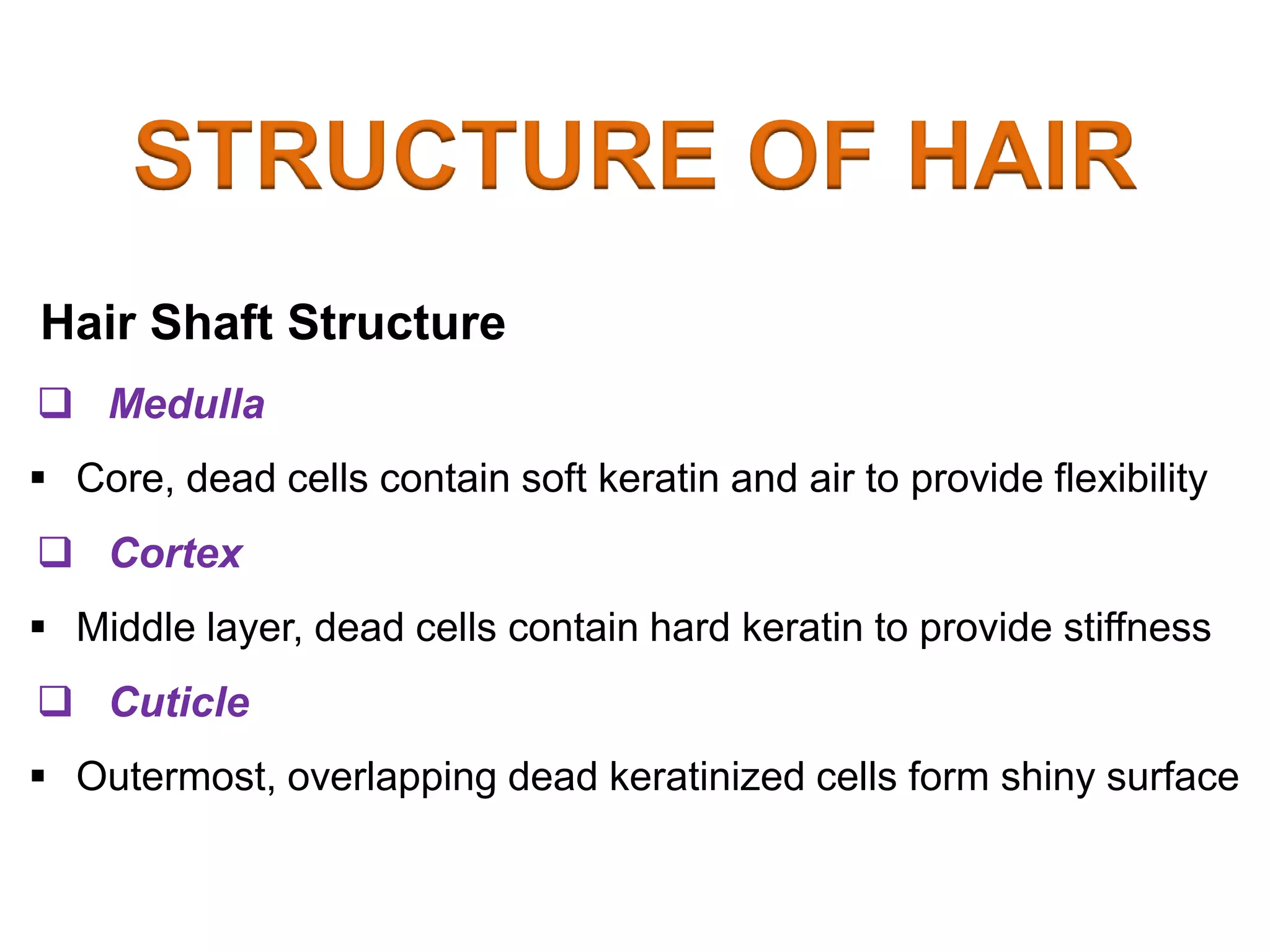 Basic Skin Structure | PPTX