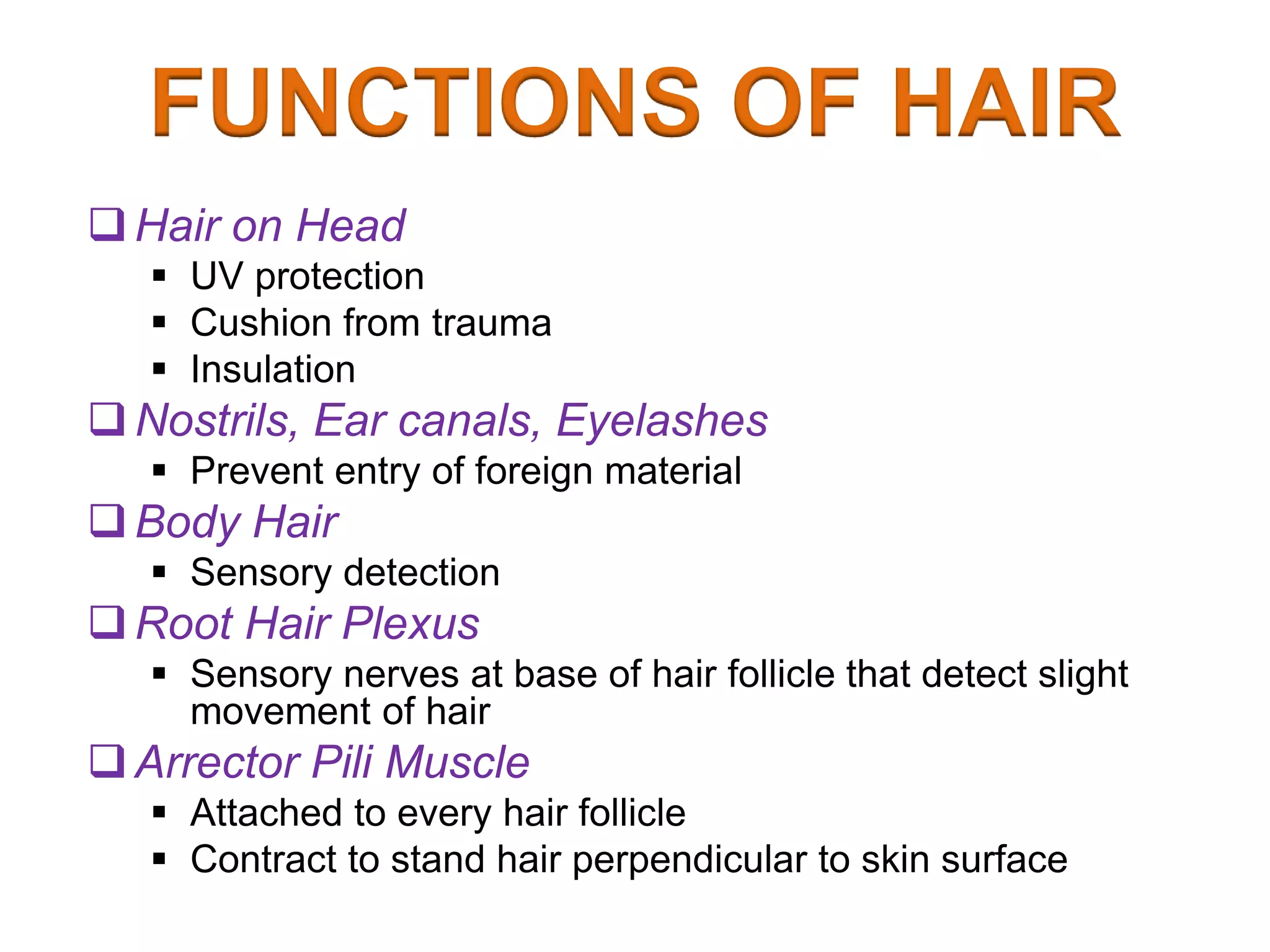 Basic Skin Structure | PPTX