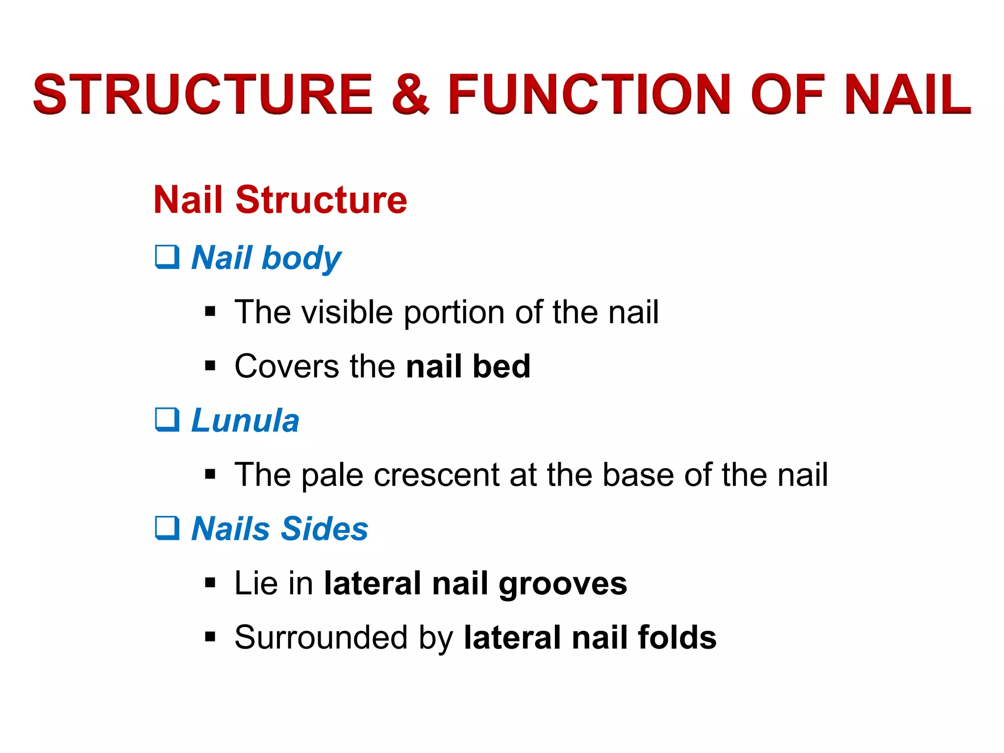 Basic Skin Structure | PPTX