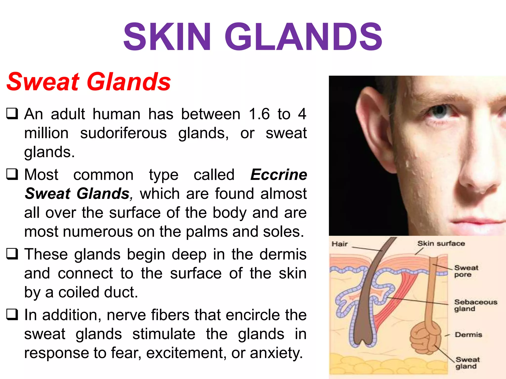 Basic Skin Structure | PPTX