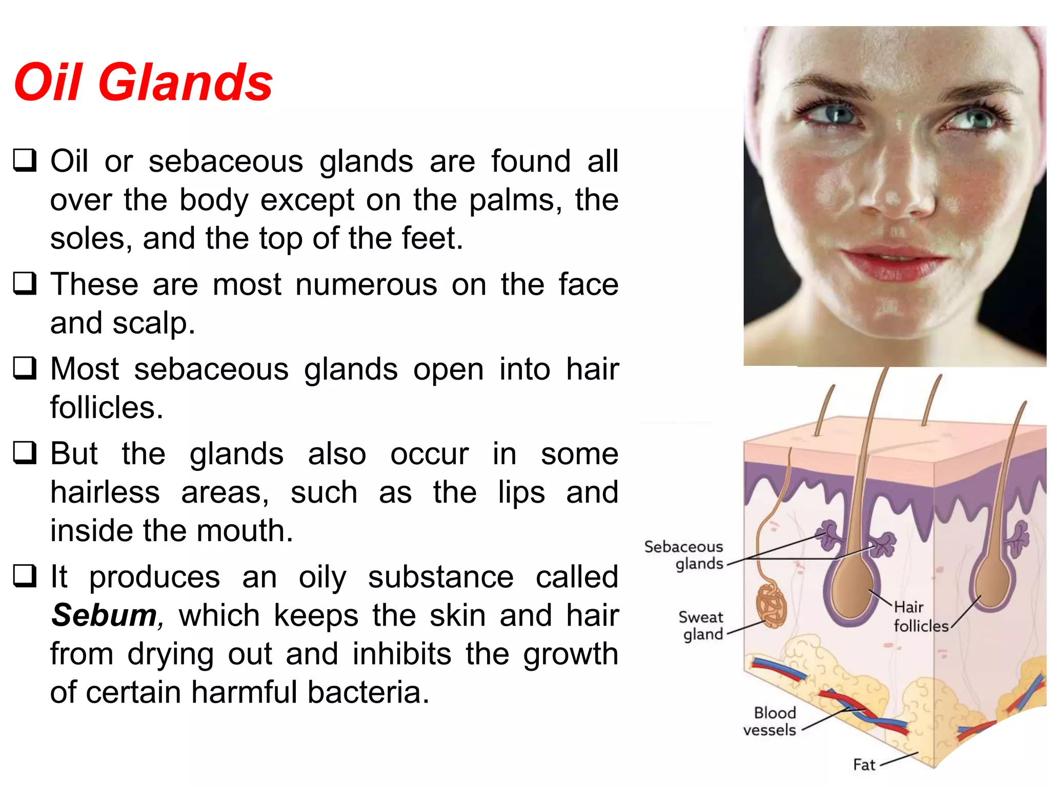 Basic Skin Structure | PPTX