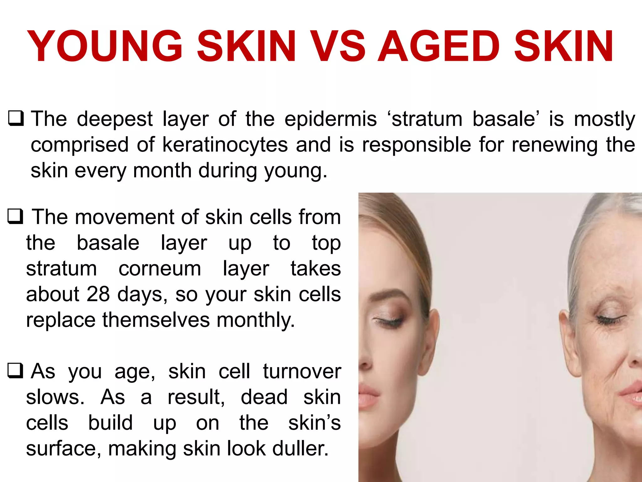 Basic Skin Structure | PPTX