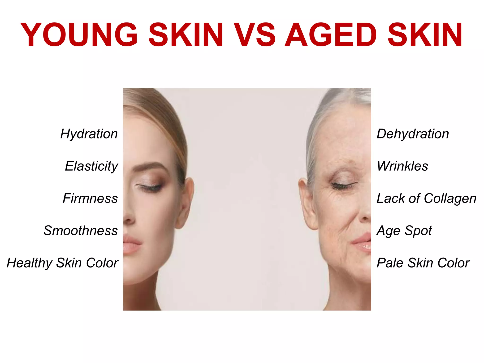 Basic Skin Structure | PPTX