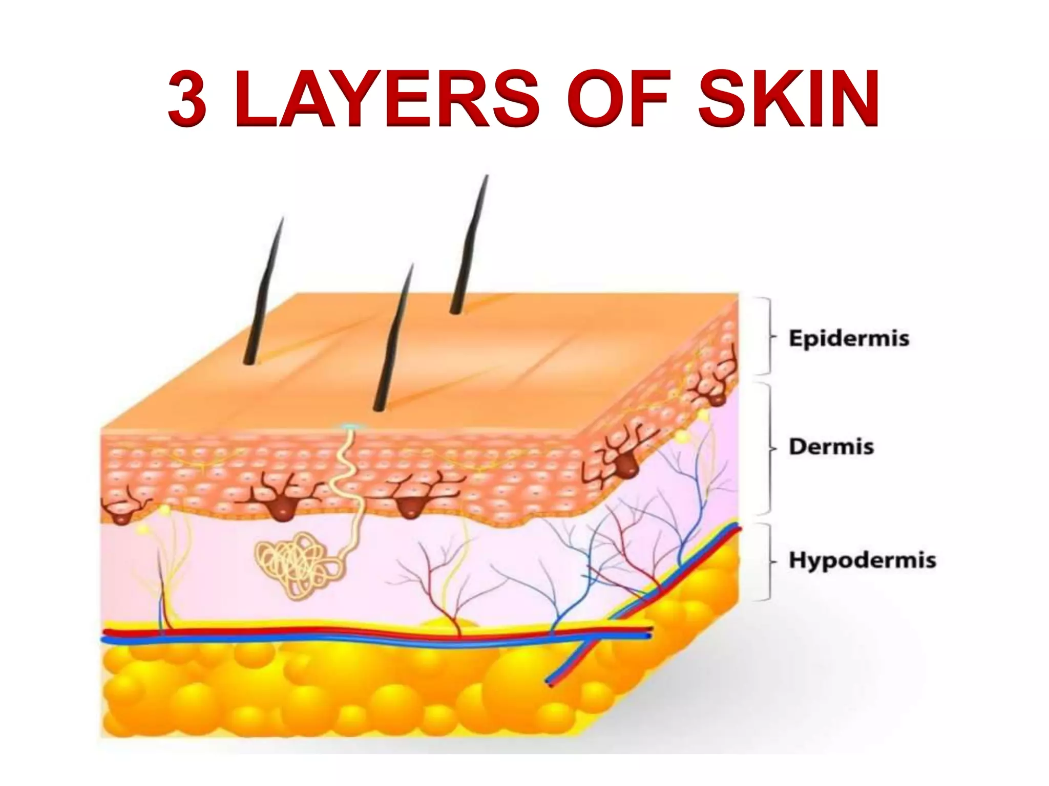 Basic Skin Structure | PPTX