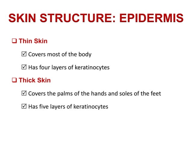 Basic Skin Structure | PPTX